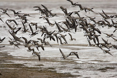 black brant in flight | Marianne Lavelle